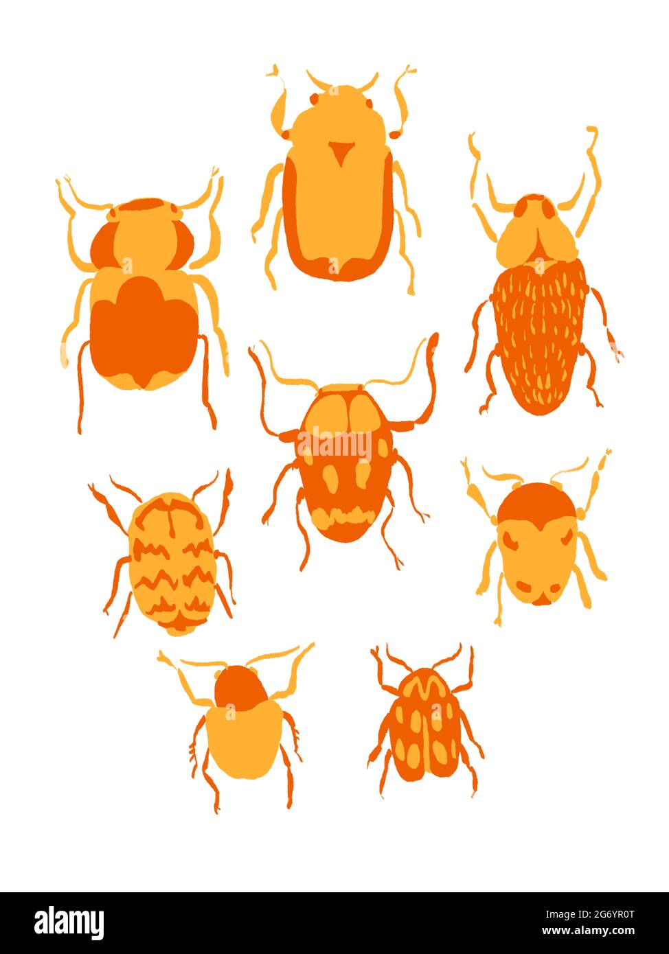 Collection of eight beetles Stock Photo - Alamy