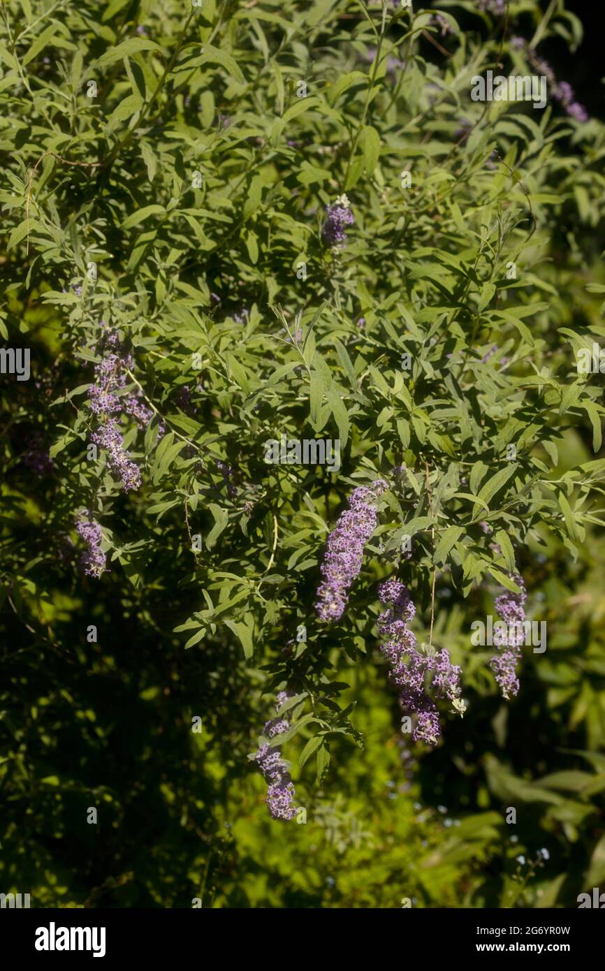 Buddleja alternifolia, alternate-leaved butterfly bush, natural plant ...