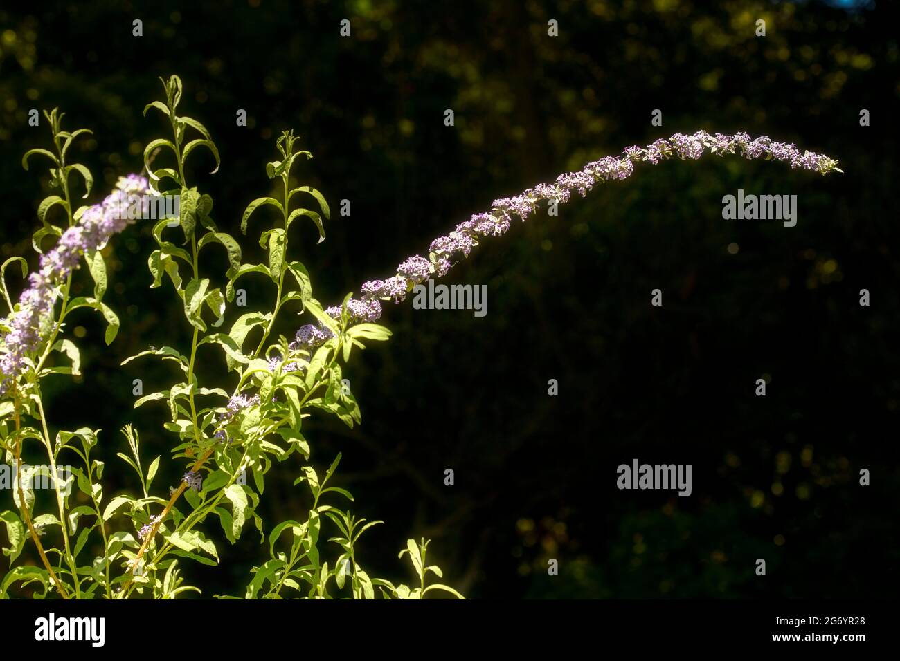 Buddleja alternifolia, alternate-leaved butterfly bush, natural plant ...