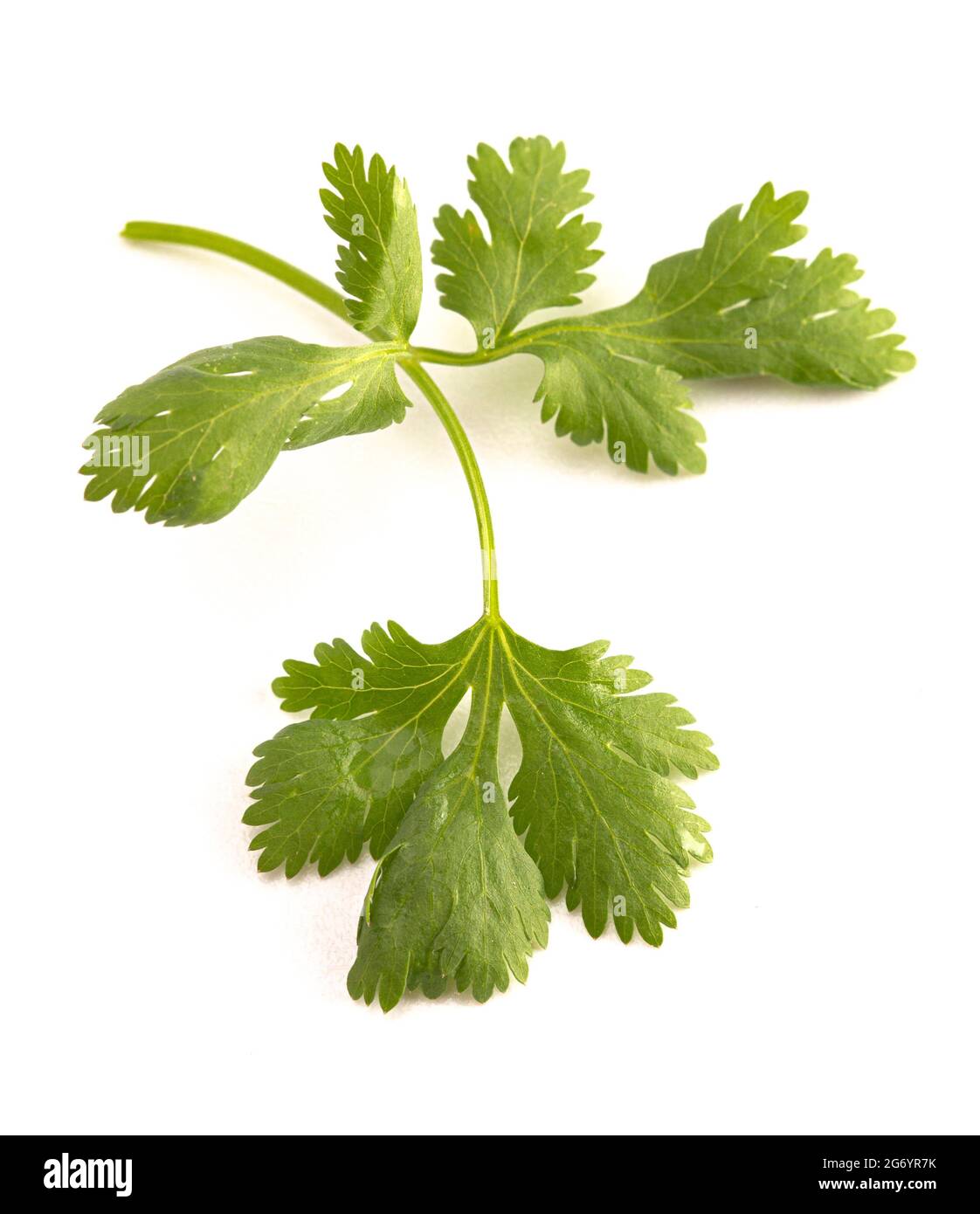 Single Stem of Cilantro Isolated on a White Background Stock Photo - Alamy