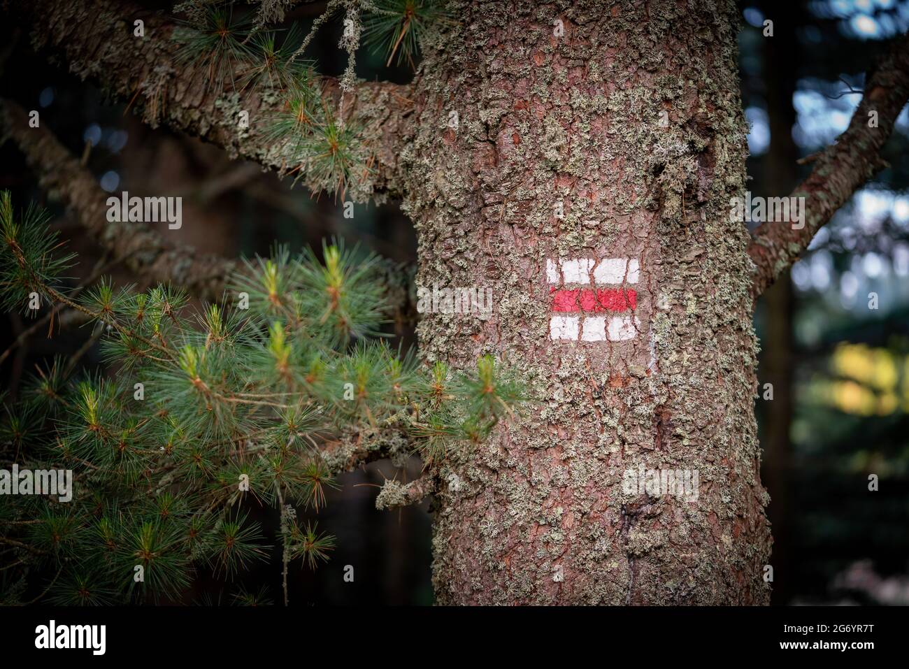 White and red hiking trail marker painted on a blaze tree in the forest ...