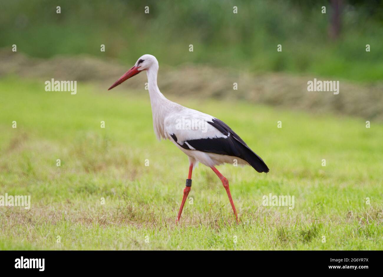 Stork ring hi-res stock photography and images - Alamy