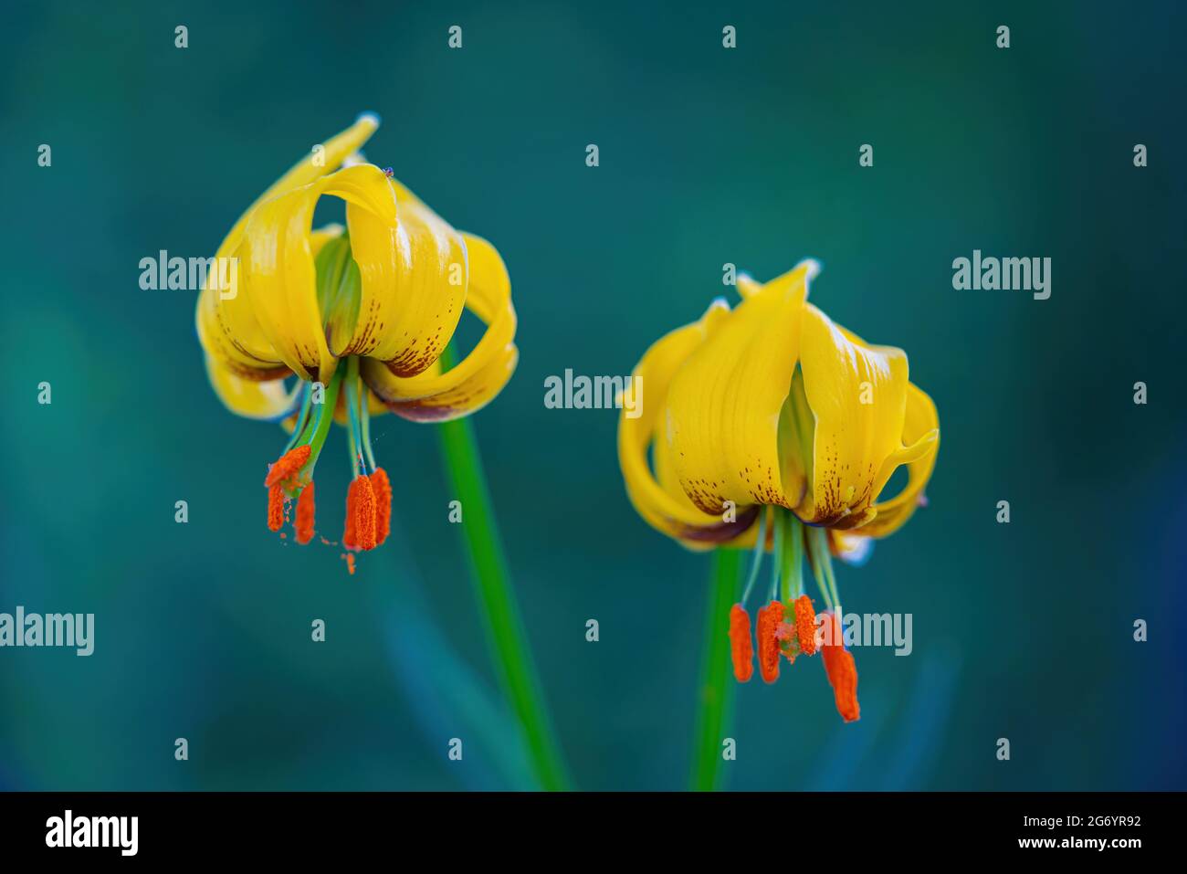 Lily flower photography hi-res stock photography and images - Alamy