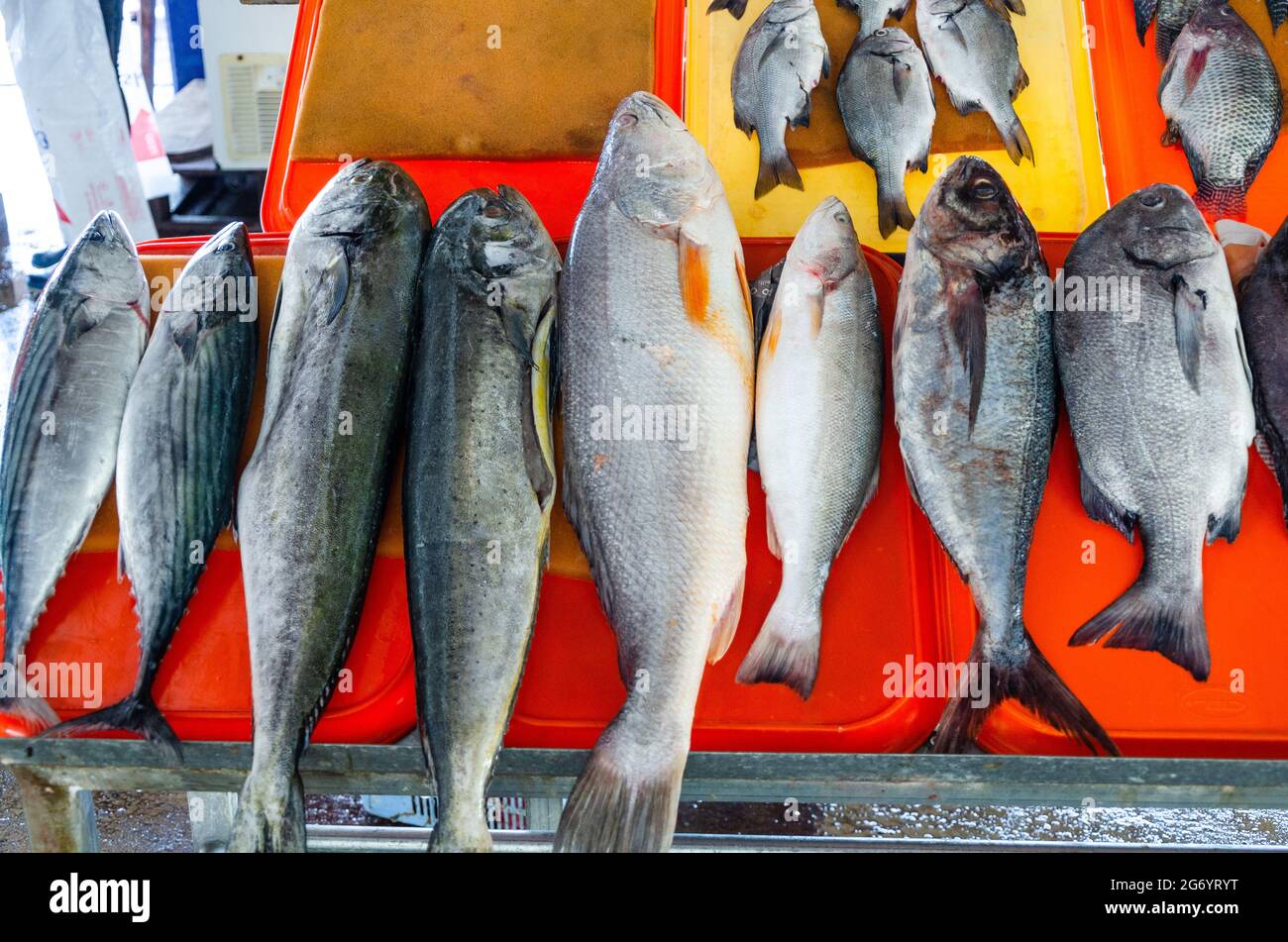 Colorful fresh tropical fish in the market of Lima, Peru Stock Photo ...
