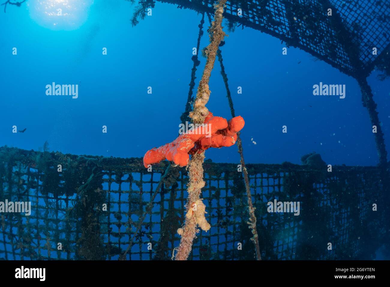 Coral reef and water plants in the Red Sea, Eilat Israel Stock Photo ...