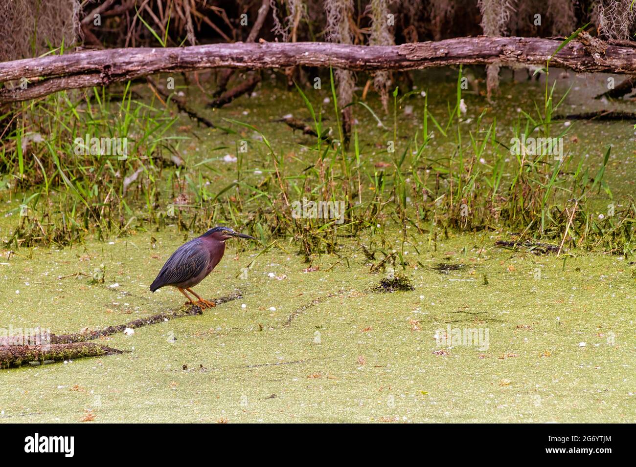 Swampy ecosystem hi-res stock photography and images - Alamy