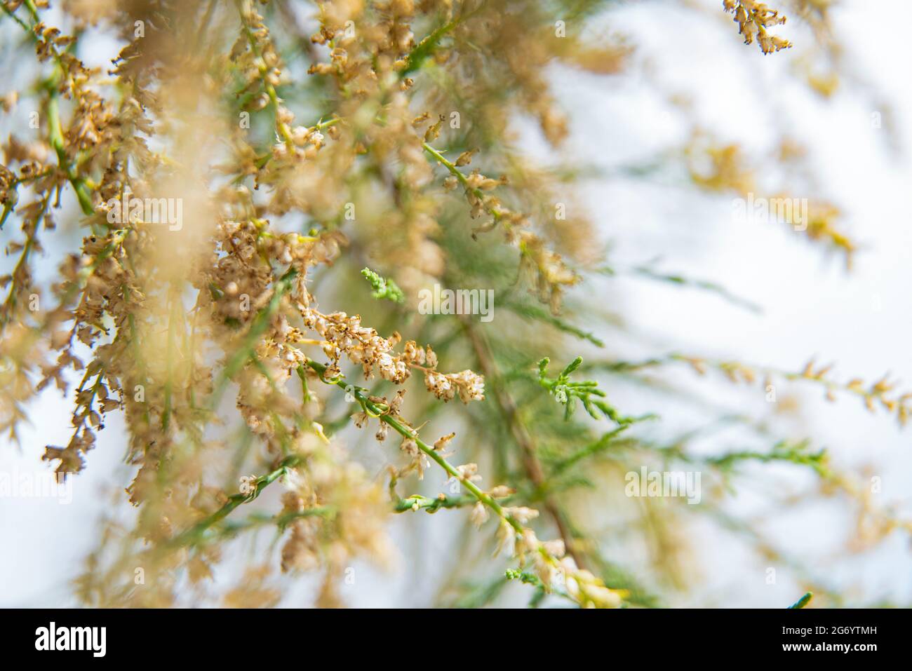 Tamarisk tree tamarix ramosissima hi-res stock photography and images ...