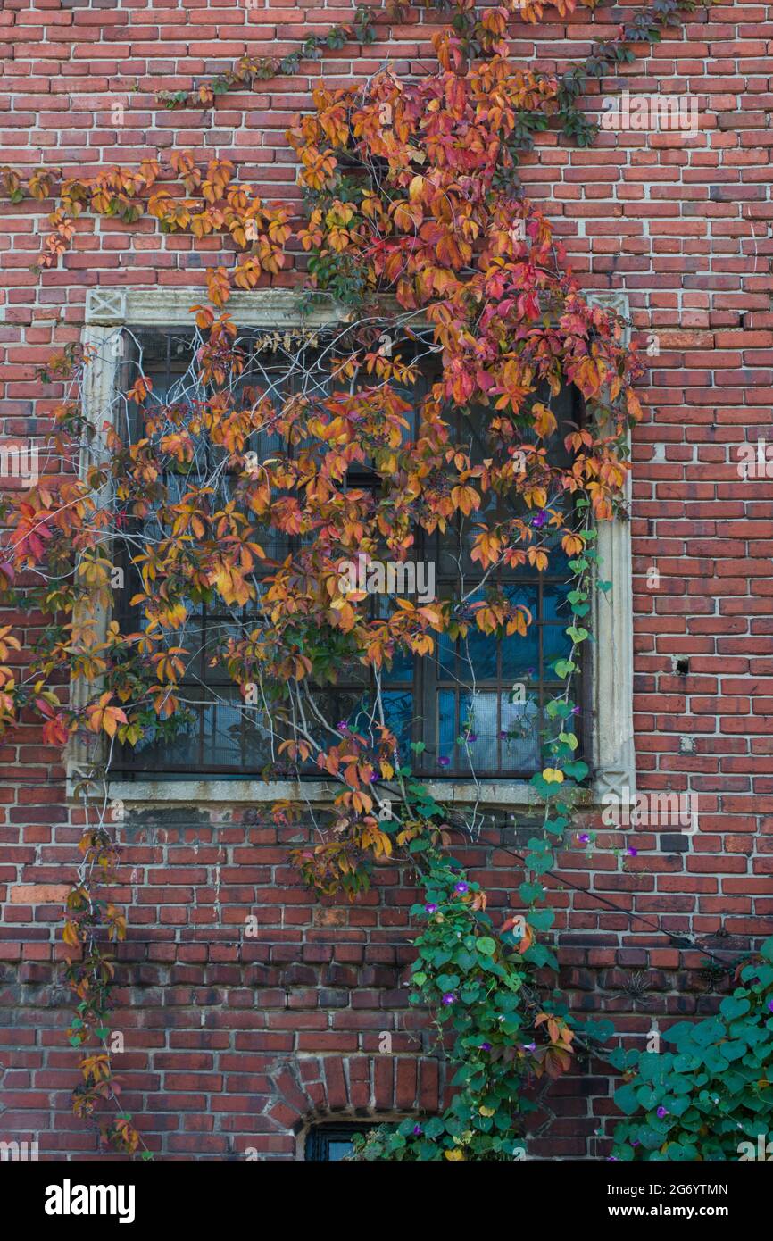 Plants growing around window hi-res stock photography and images - Alamy