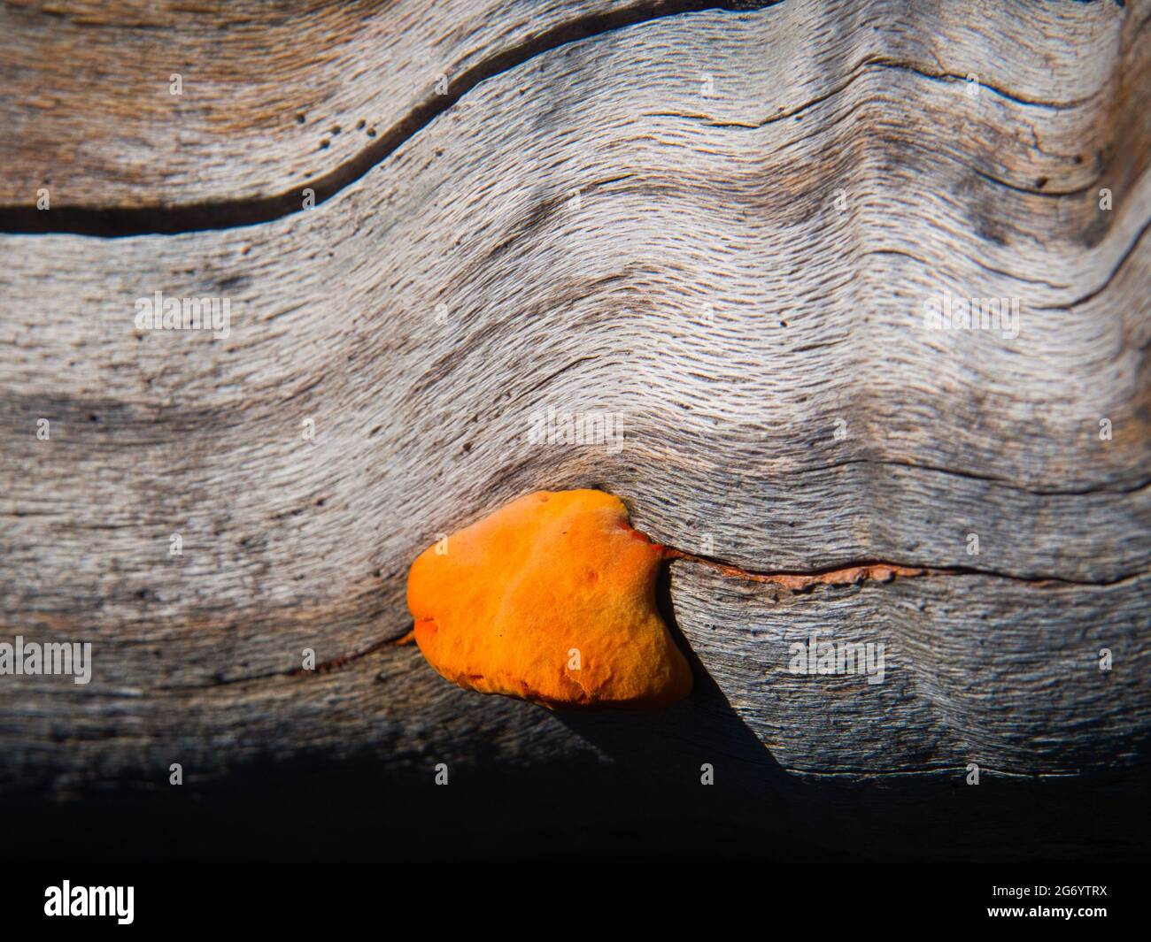 Bright yellow-orange fungus on a tree trunk Stock Photo - Alamy