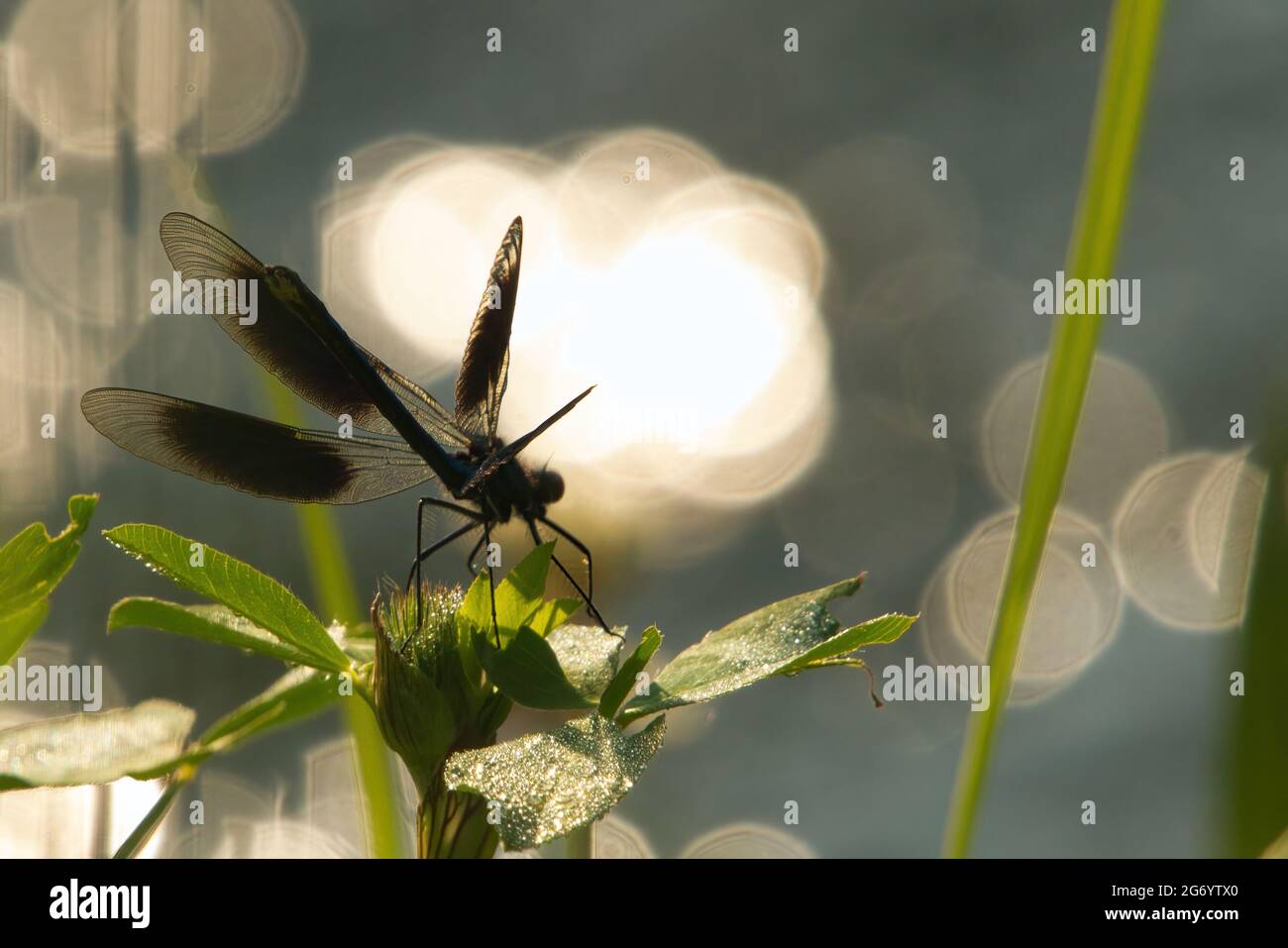 Silhouette of a damselfly on a green plant against a blurry background ...