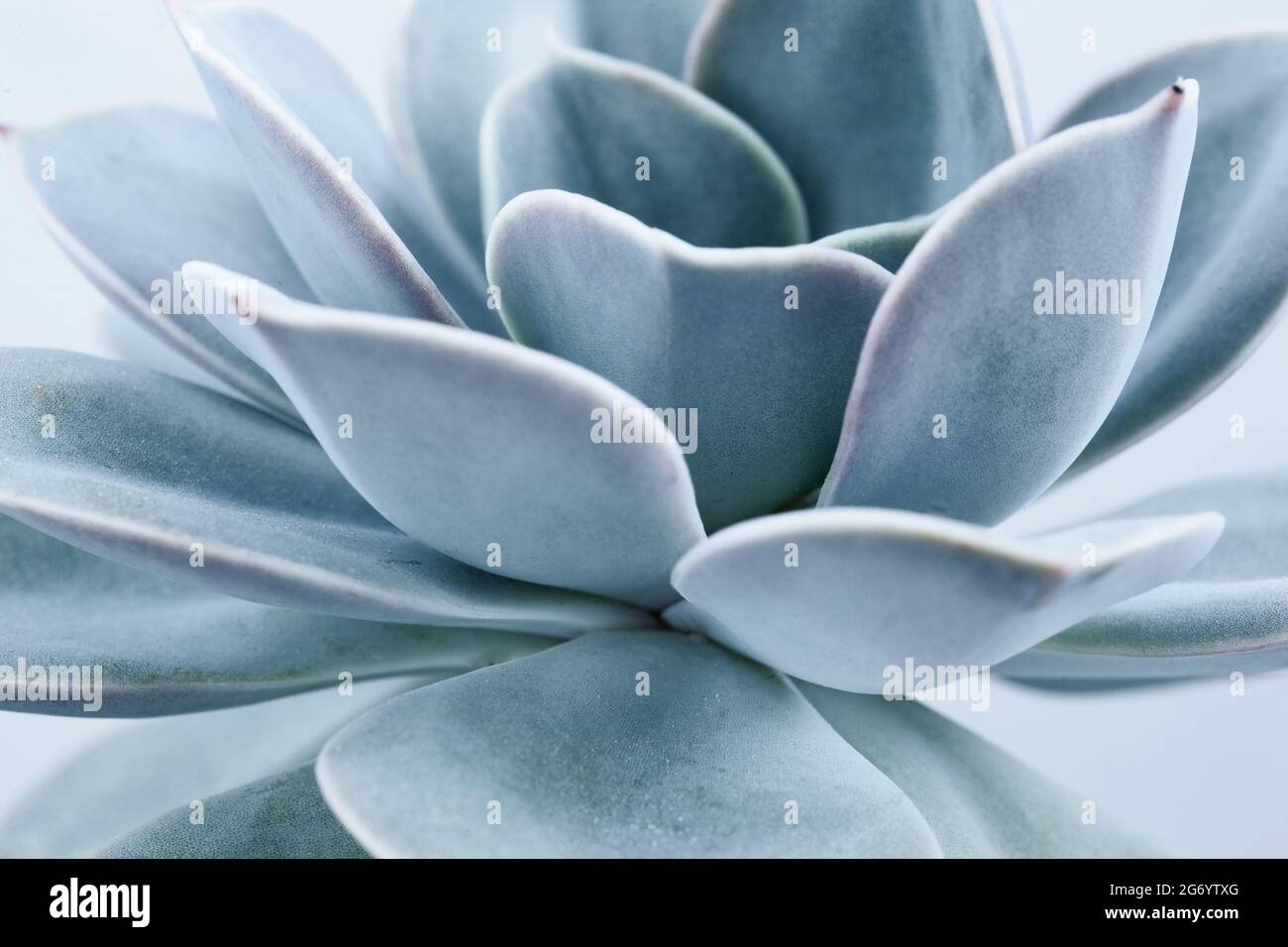 Thick leaves succulents hi-res stock photography and images - Alamy