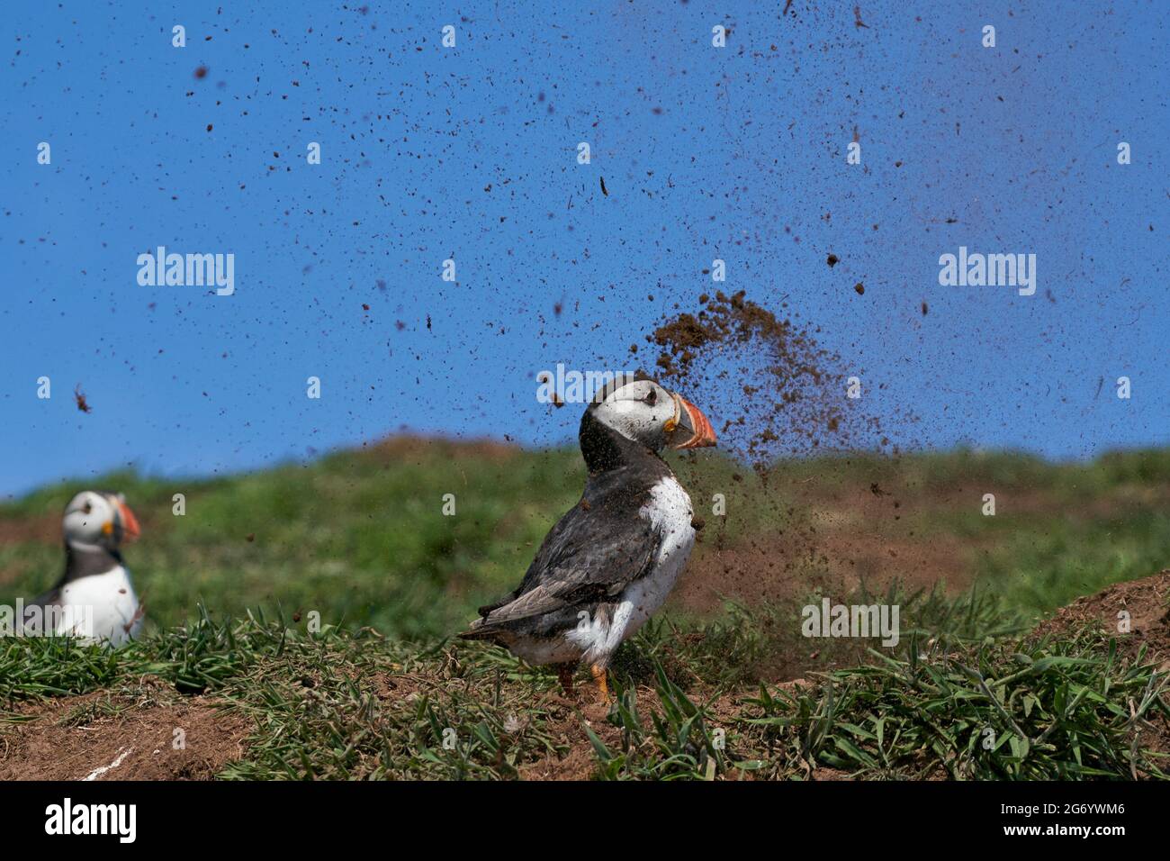Digging bird hi-res stock photography and images - Alamy