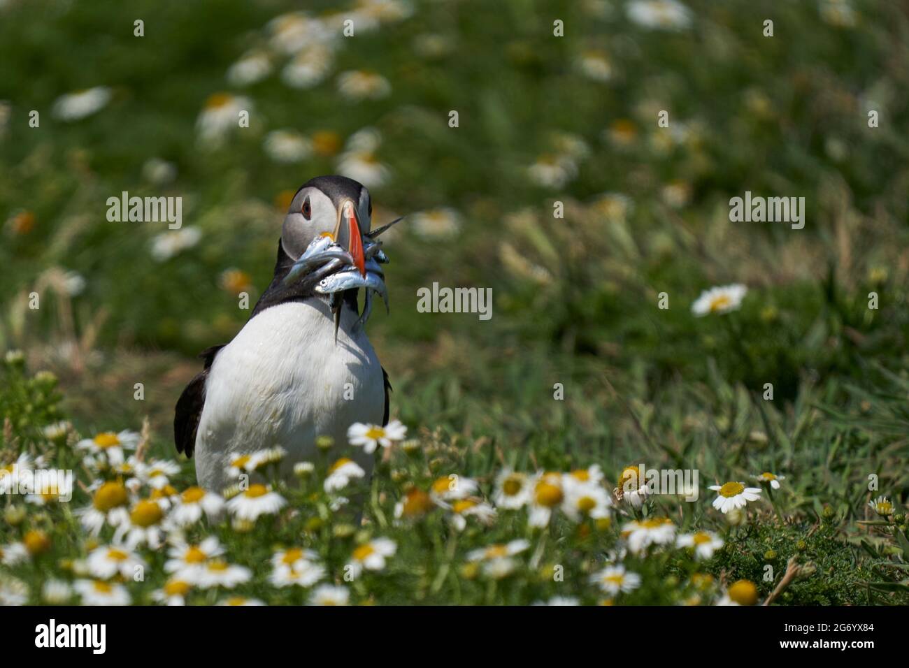 Atlantic puffin fish chick hi-res stock photography and images - Alamy