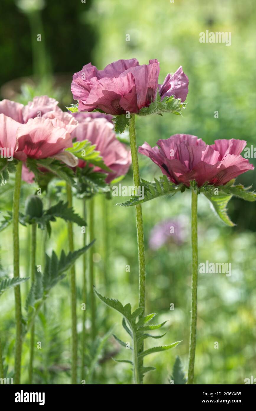 Plum coloured flower hi-res stock photography and images - Alamy