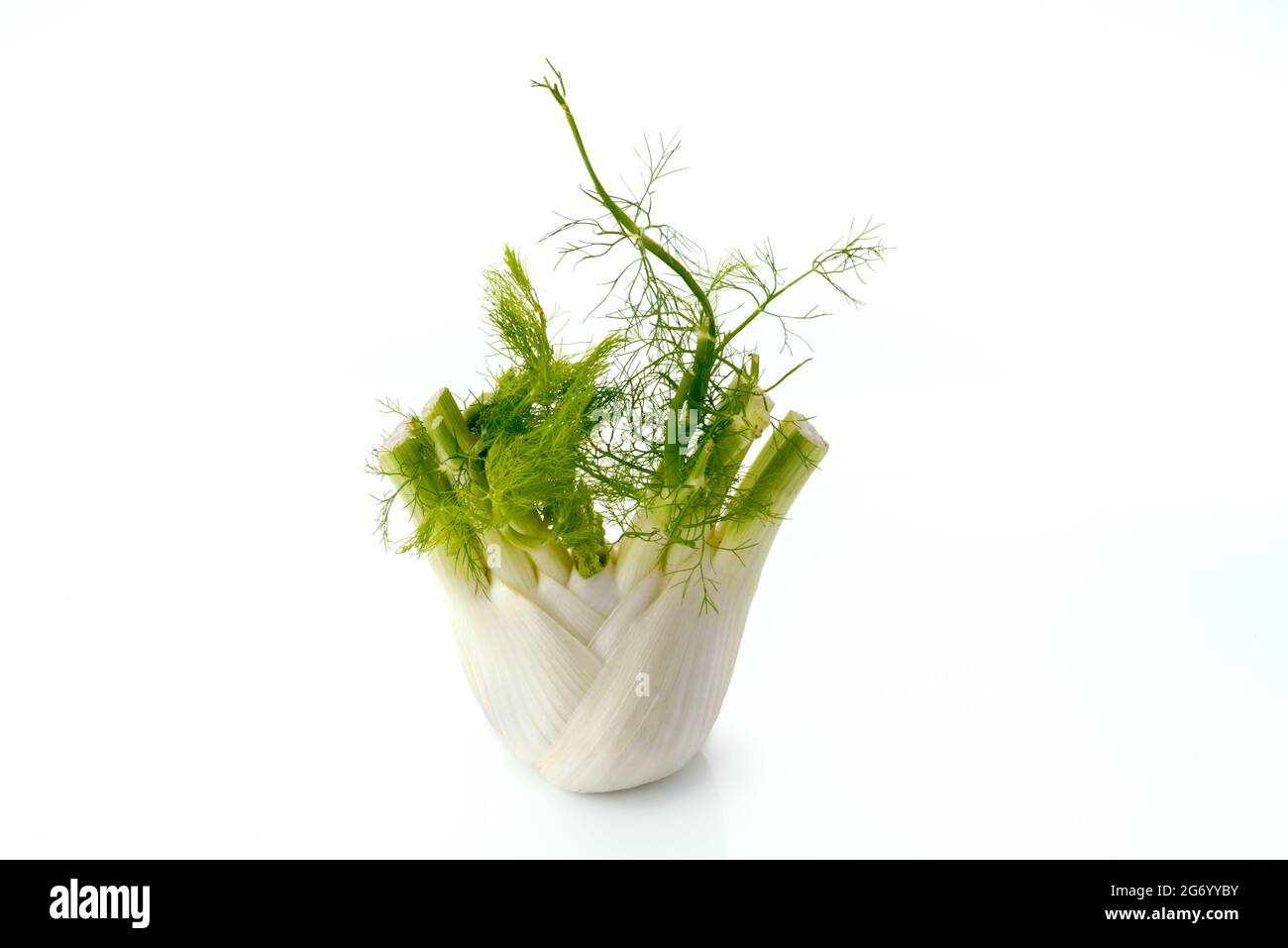 fresh fennel bulb isolated on white background, copy space Stock Photo ...