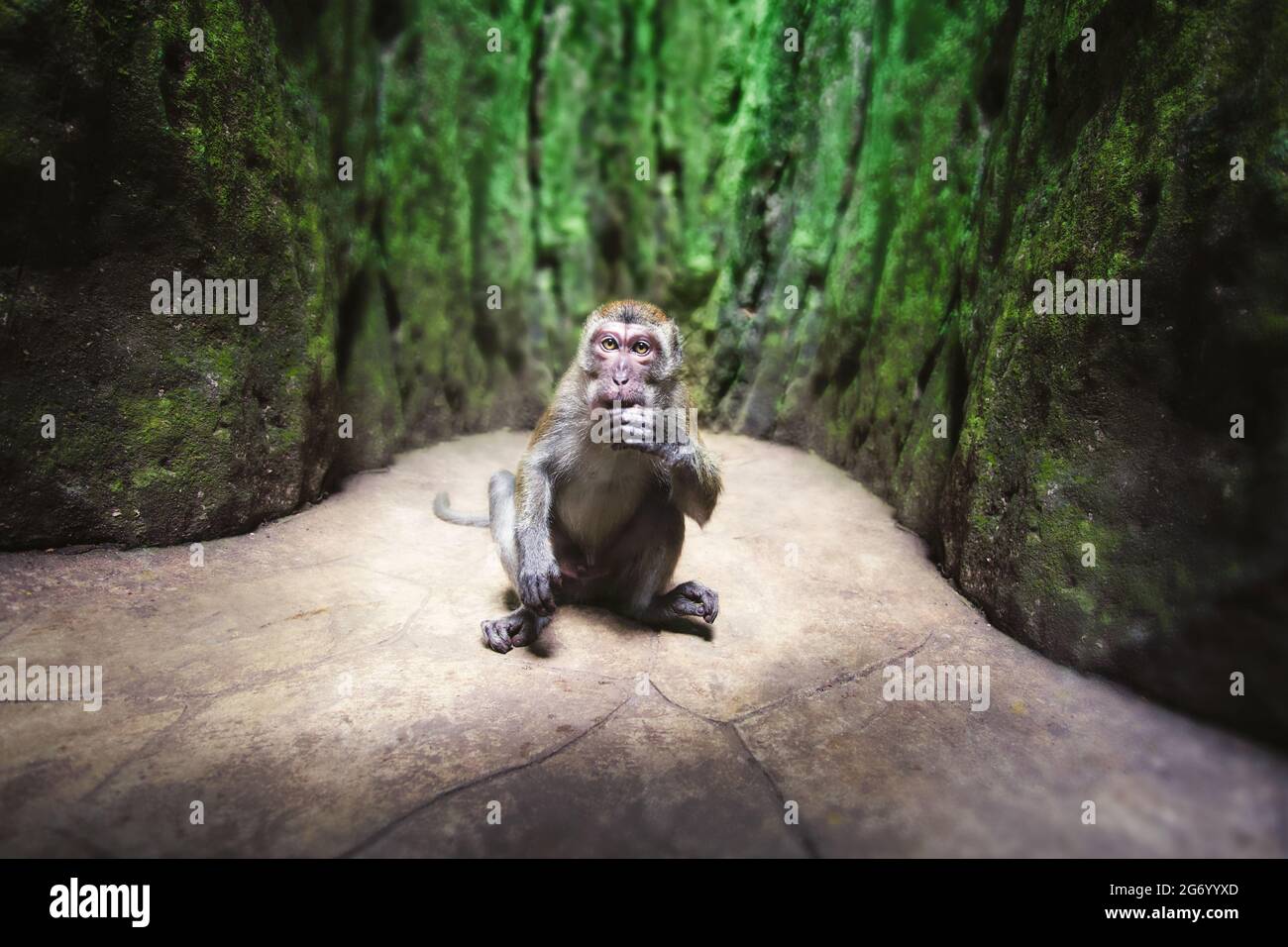 monkey is sitting on the ground in a cave in kuala lumpur - malaysia ...