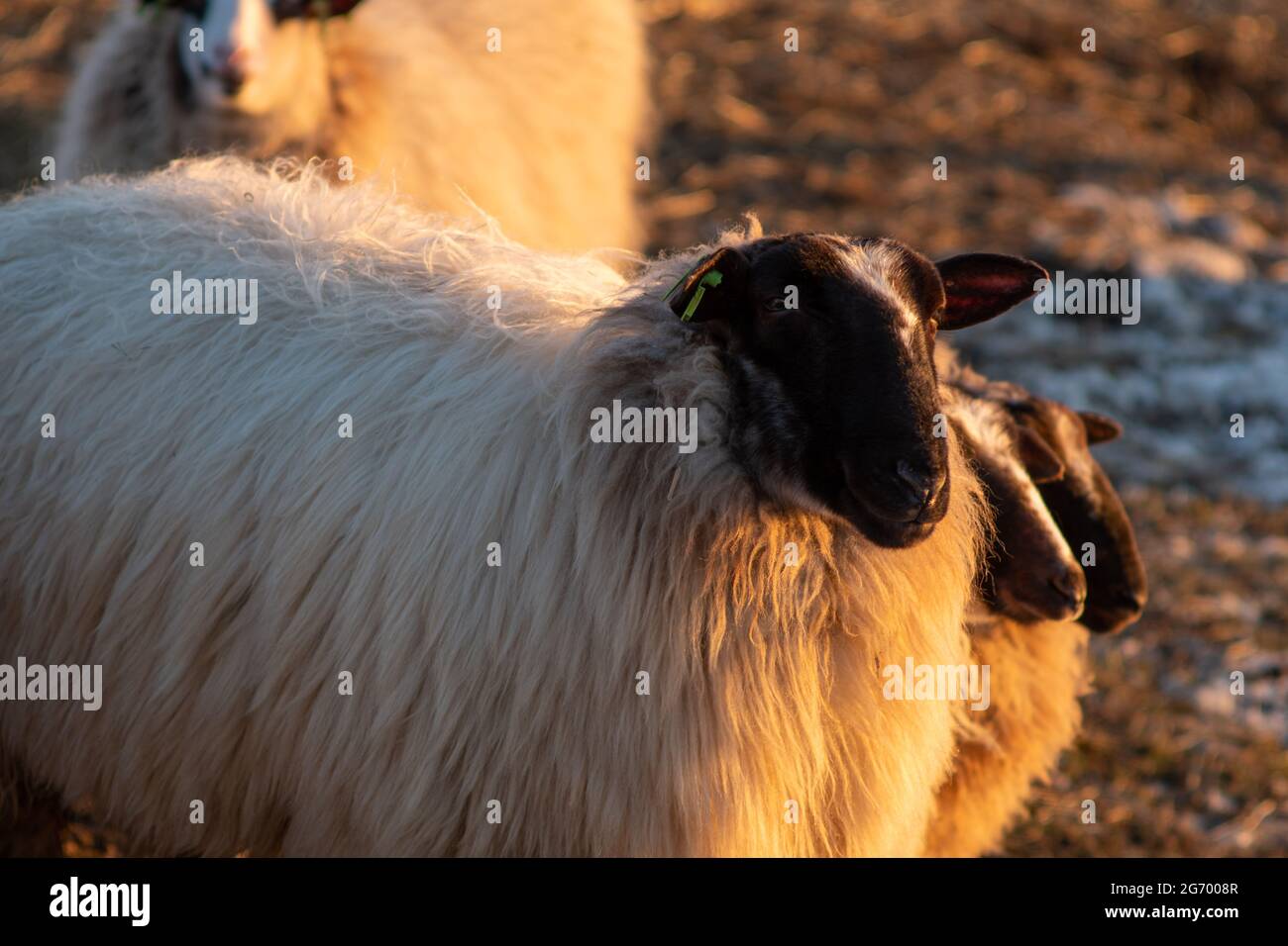 Sheep head smiley hi-res stock photography and images - Alamy