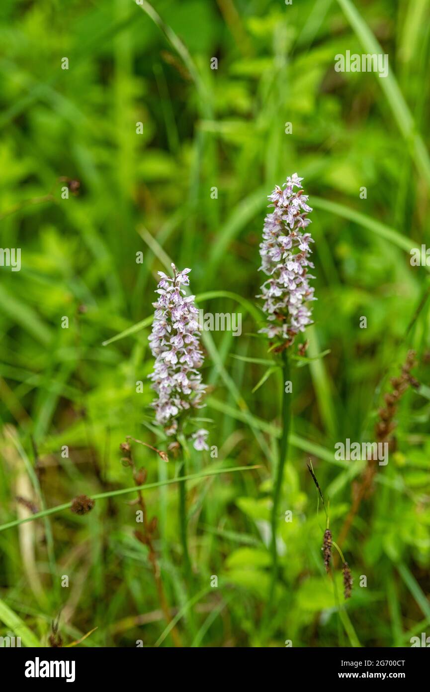 European Bistort or snakeweed, Bistorta officinalis, pink flowers with ...