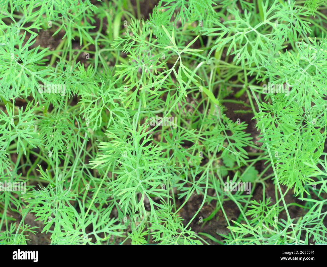 Dill fresh hi-res stock photography and images - Alamy