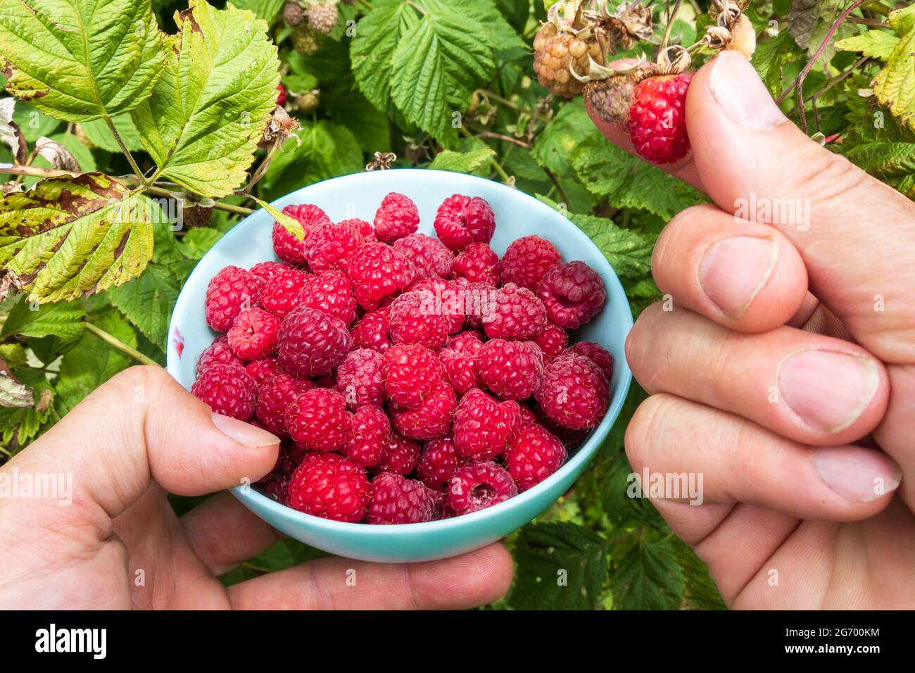 Hand harvesting ripe raspberries in the garden Stock Photo - Alamy