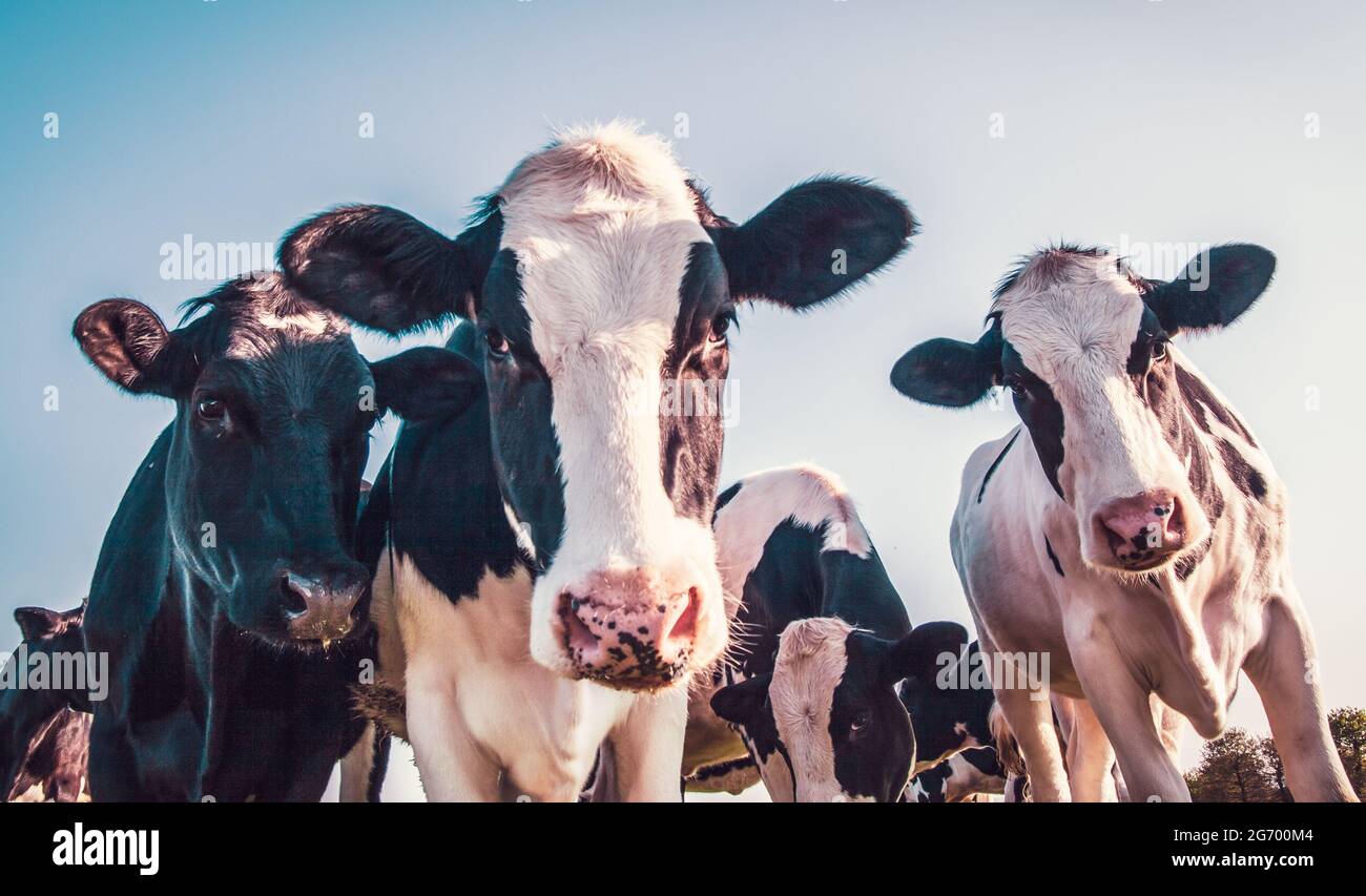 Black and white cows in unusual colors Stock Photo - Alamy