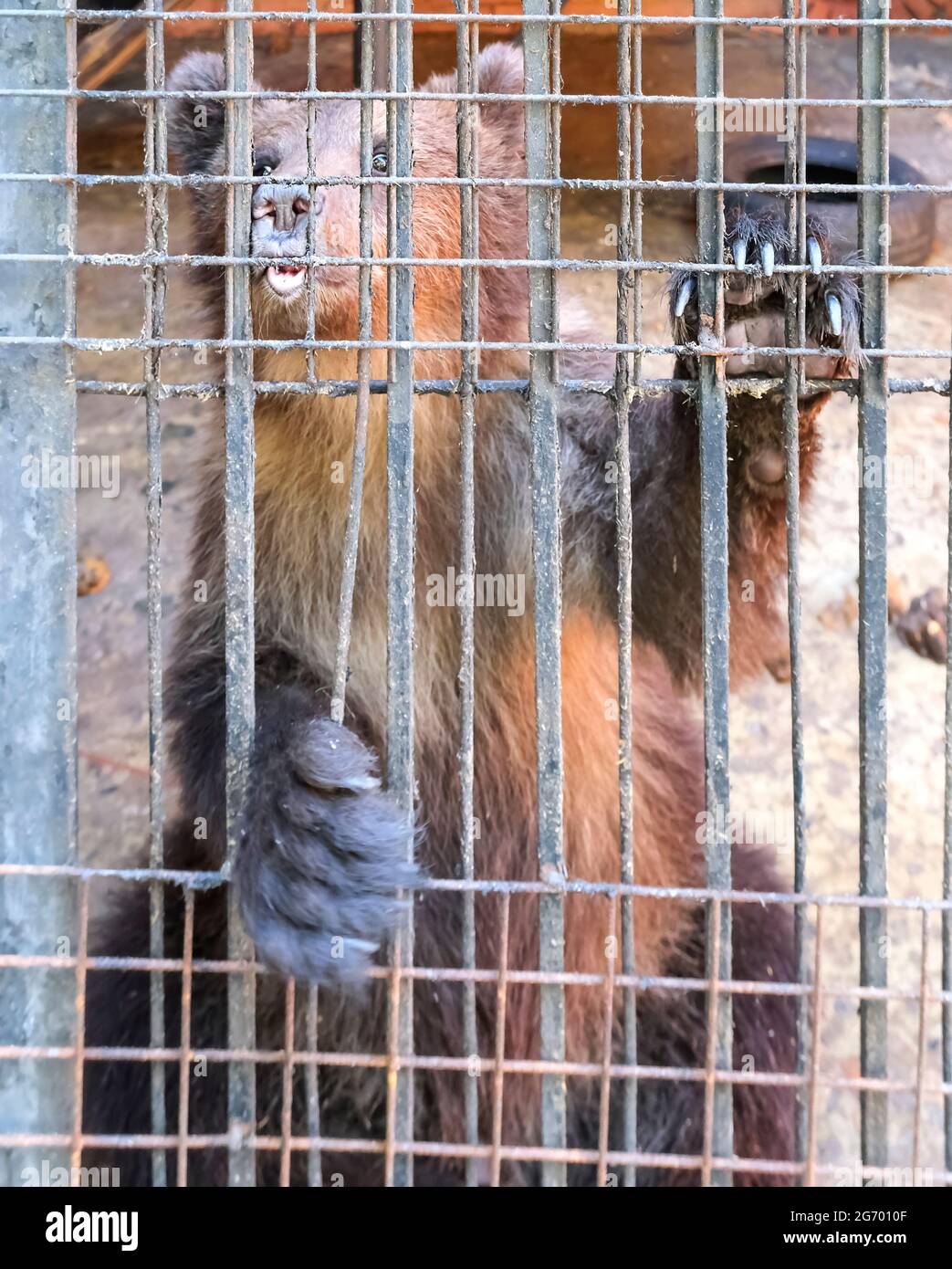 Cruel keeping of a brown bear in a cage in a zoo. A sad bear is locked ...