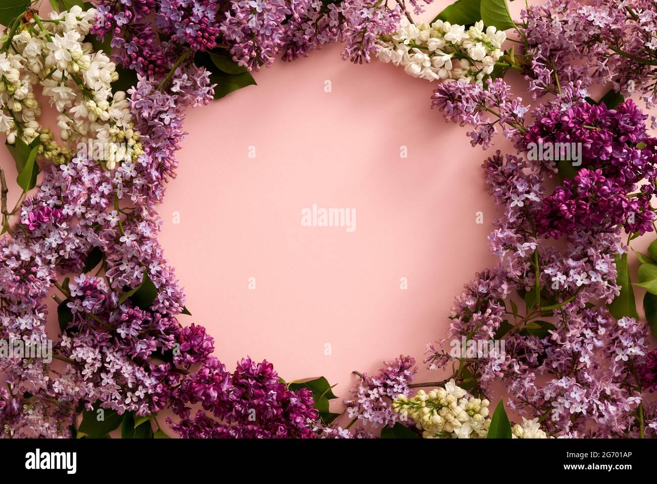 Spring pastel pink background with fresh lilac flowers with circular ...