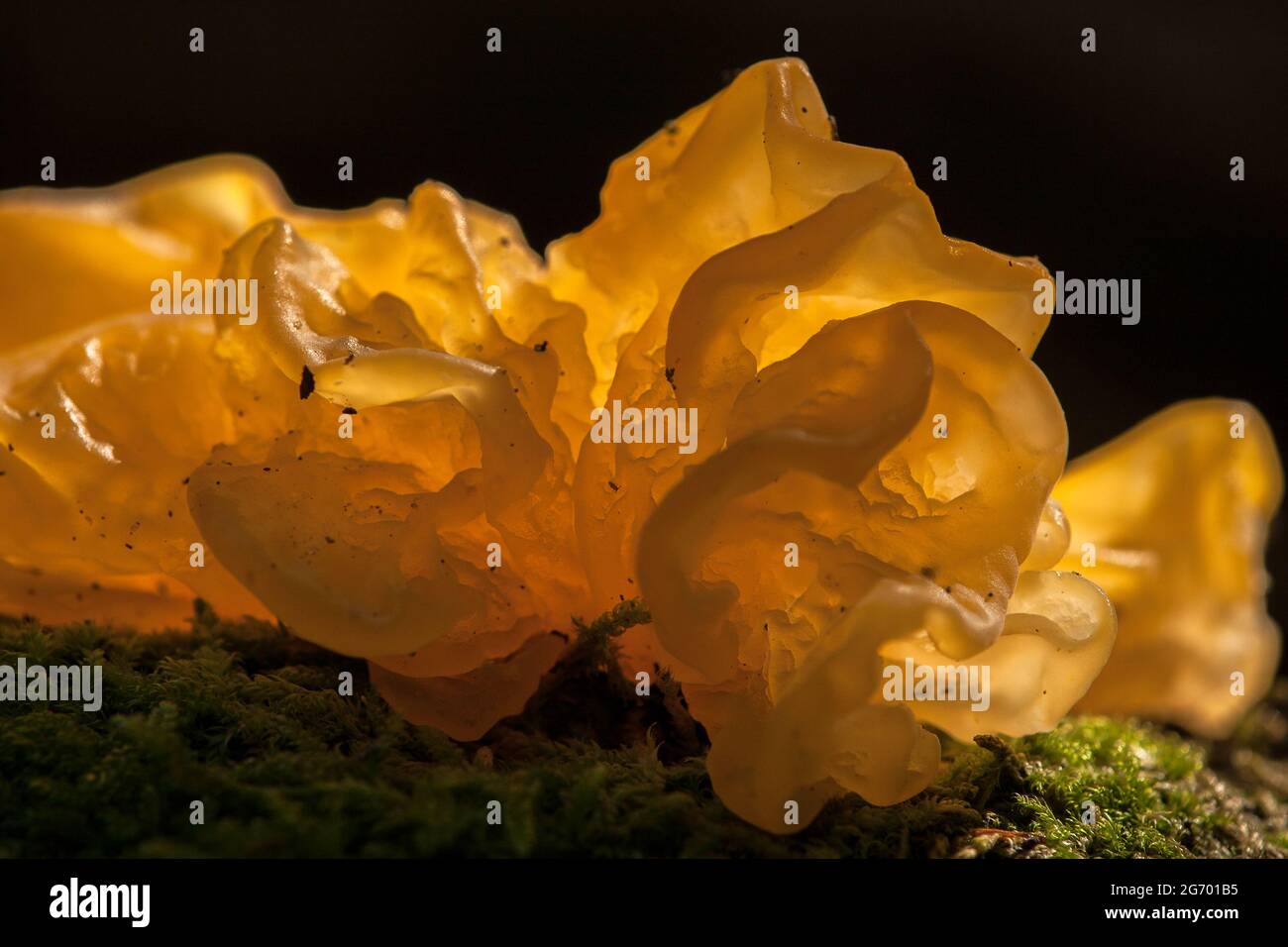 Tremella hi-res stock photography and images - Alamy