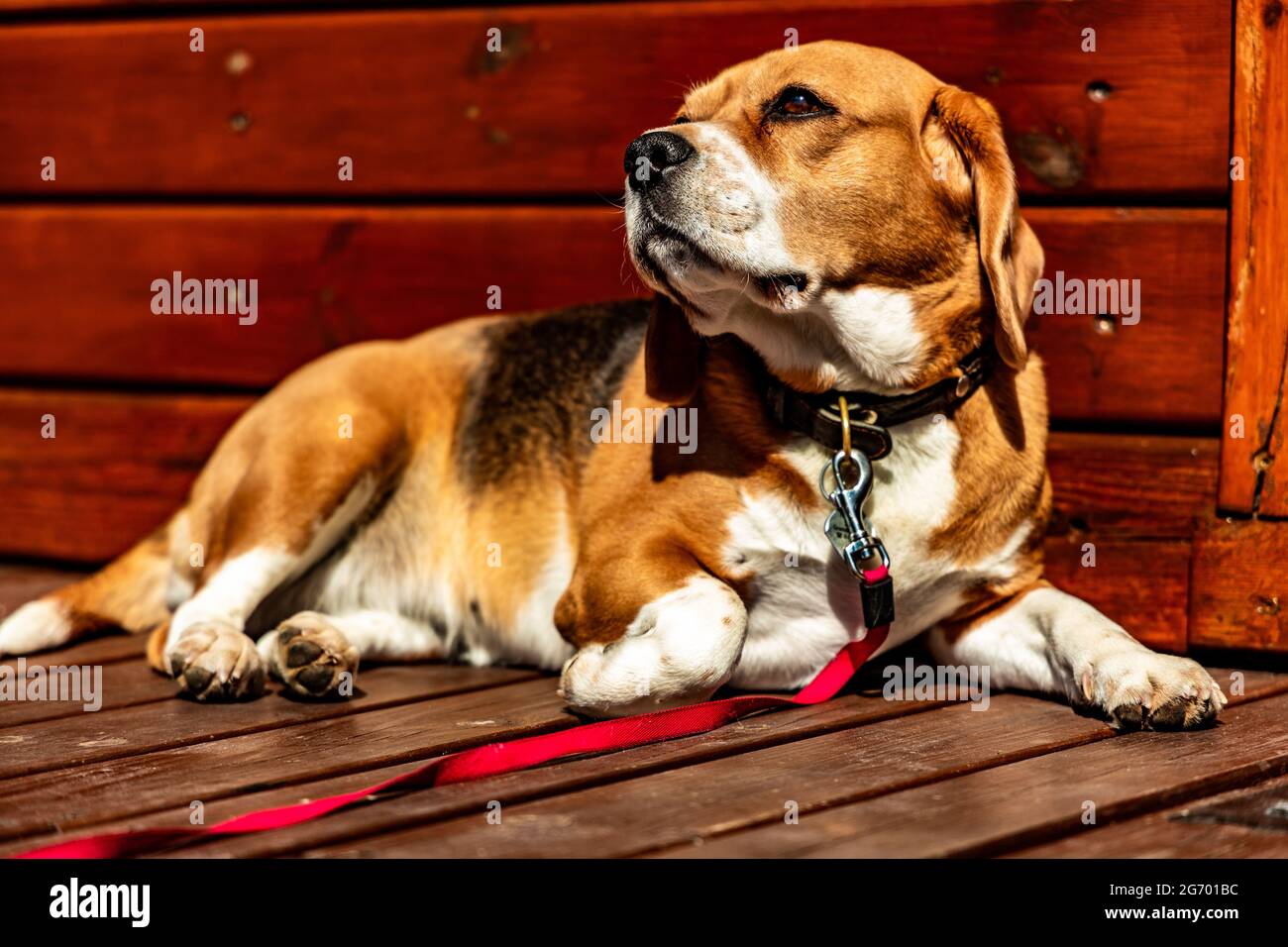A cute beagle posing Stock Photo - Alamy