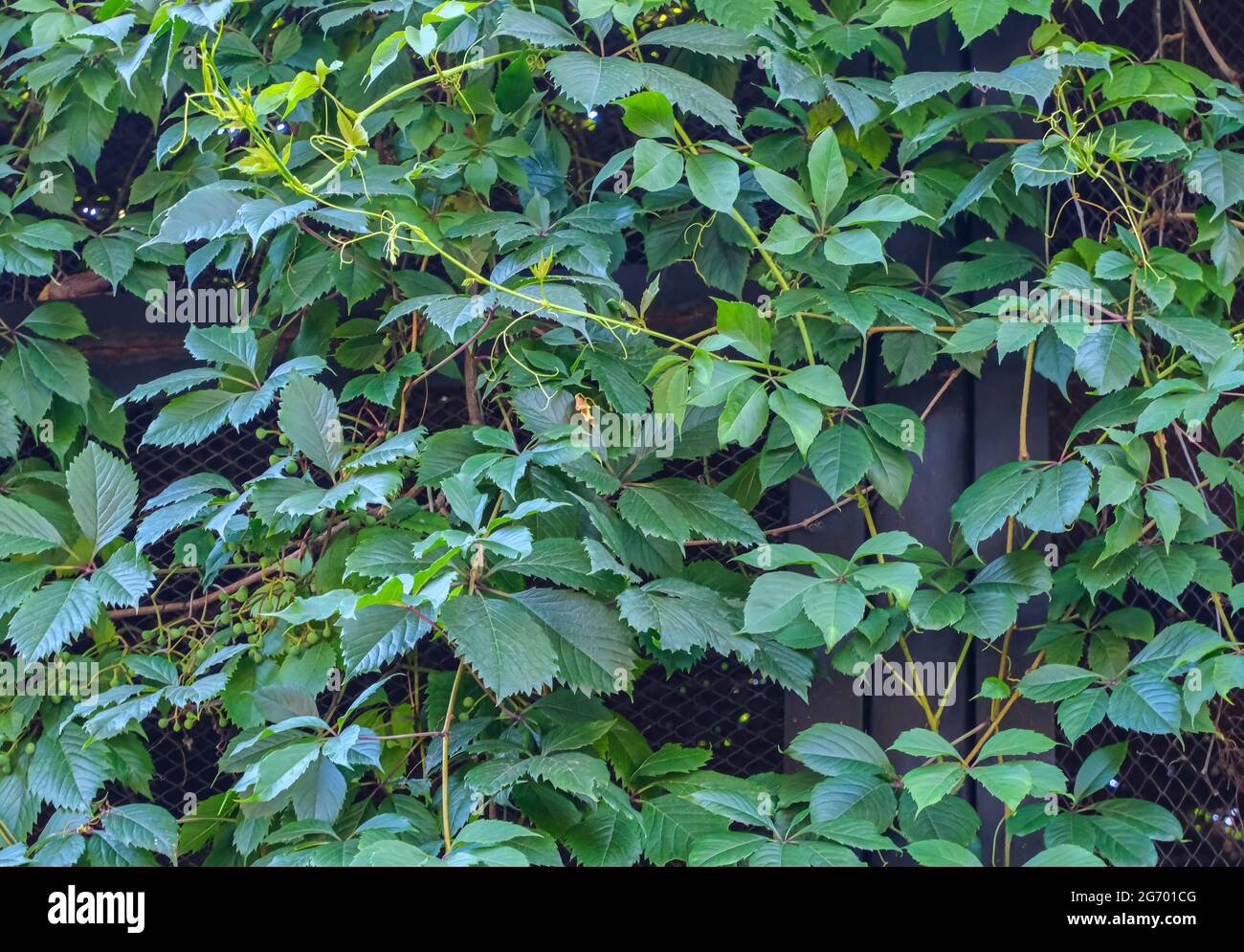 Green background of ivy growing on the grid. Creeping ivy as a living ...
