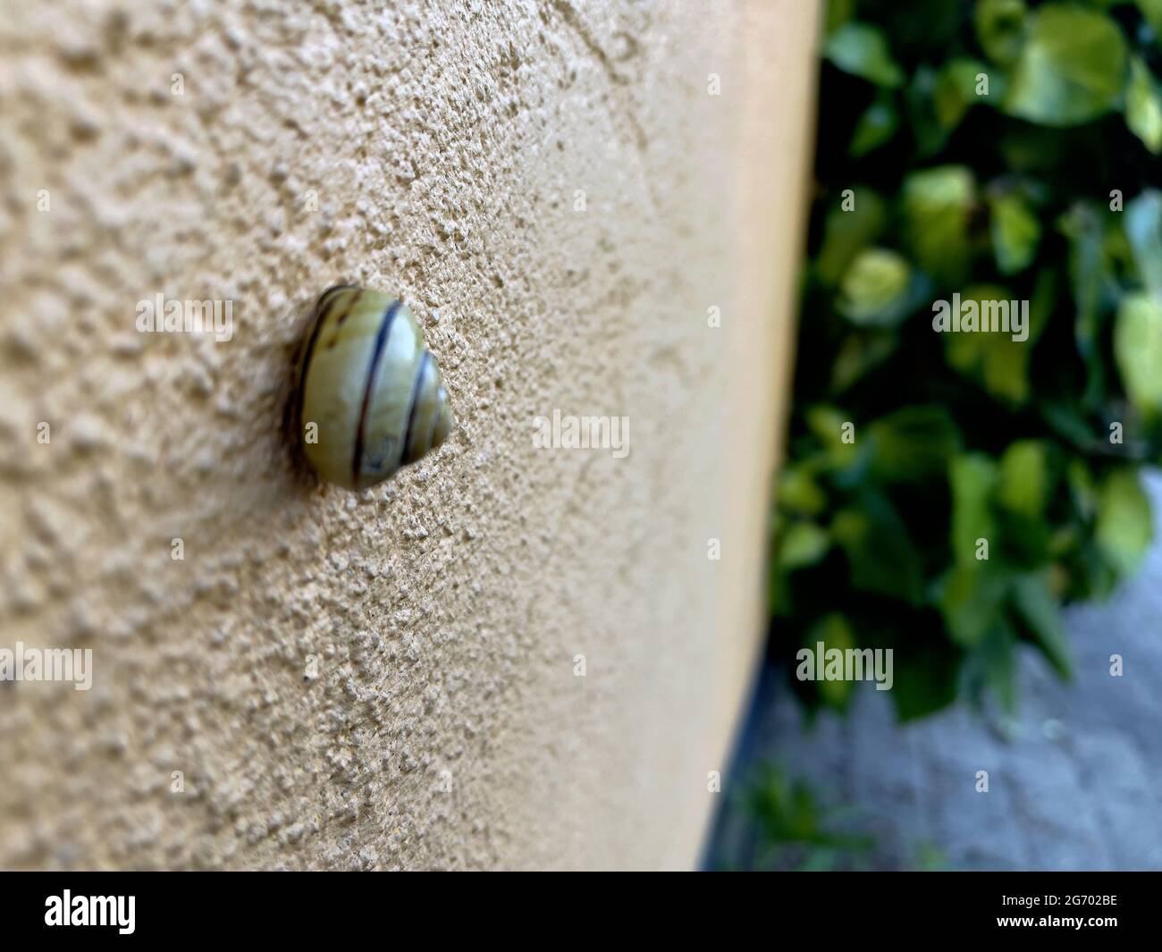 Snail shell on a white wall Stock Photo - Alamy