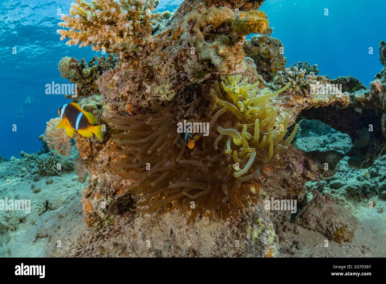 Dolphin swimming in the Red Sea, Eilat Israel Stock Photo - Alamy