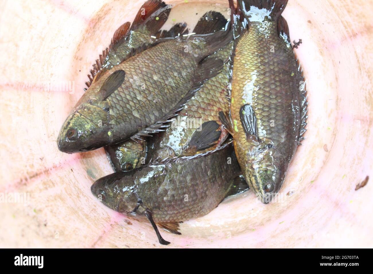 Top view of fresh fish in a bucket Stock Photo - Alamy