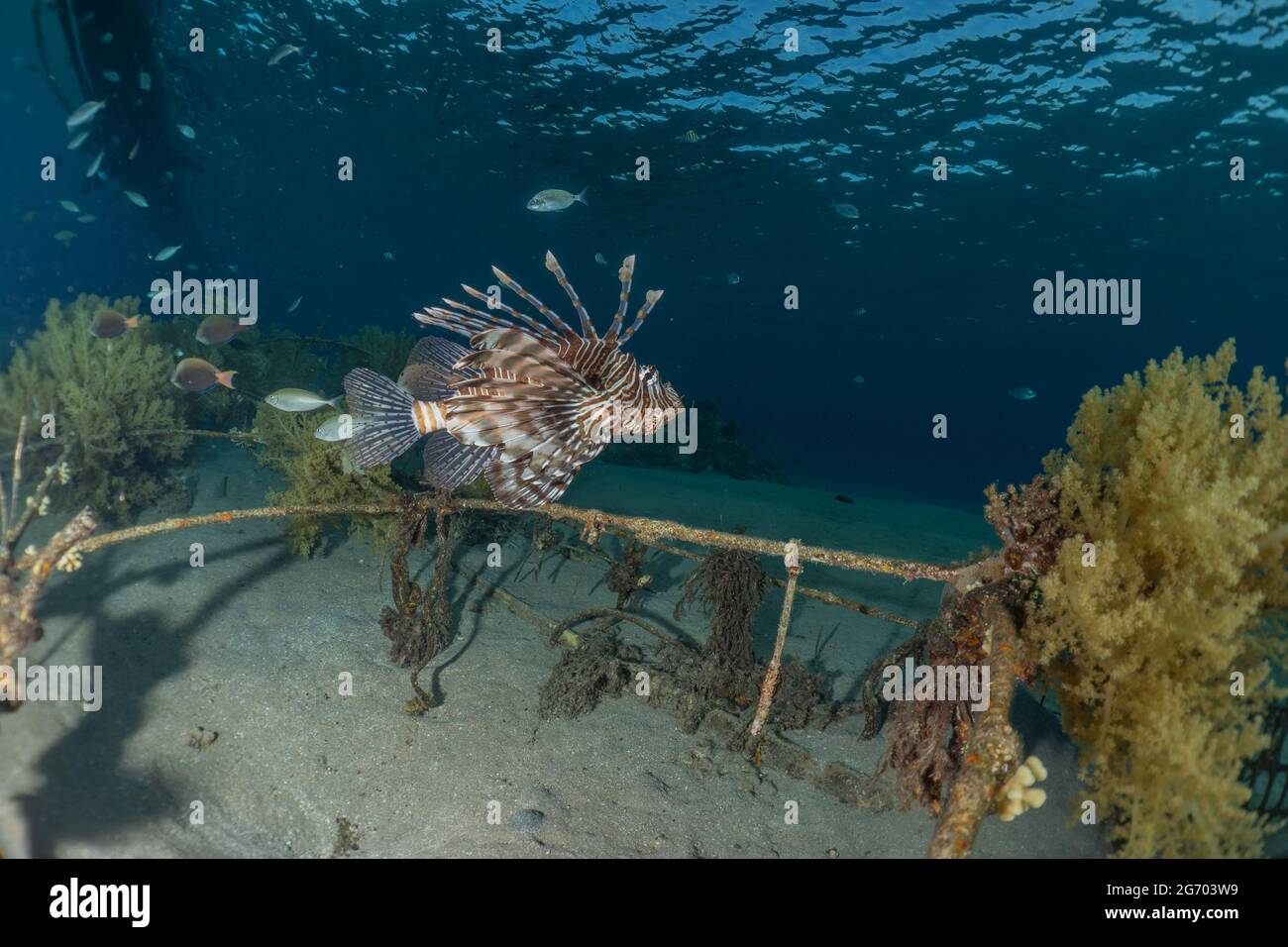 Dolphin swimming in the Red Sea, Eilat Israel Stock Photo - Alamy