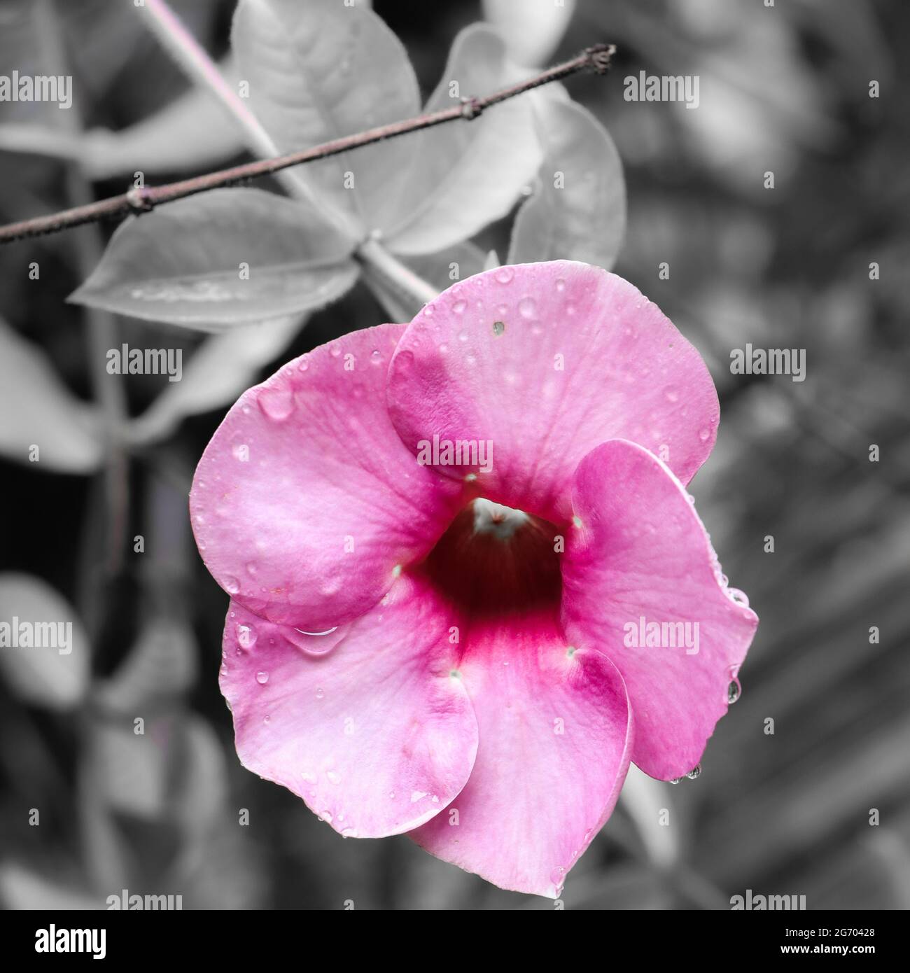 Pink allamanda hi-res stock photography and images - Alamy