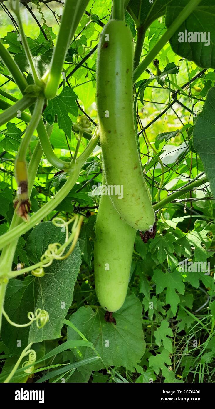 White flowered bean hi-res stock photography and images - Alamy