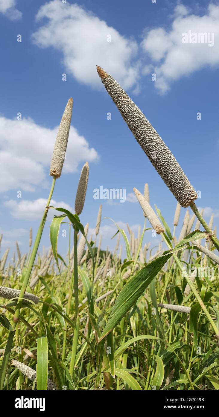 Organic pearl millet field in India Stock Photo - Alamy