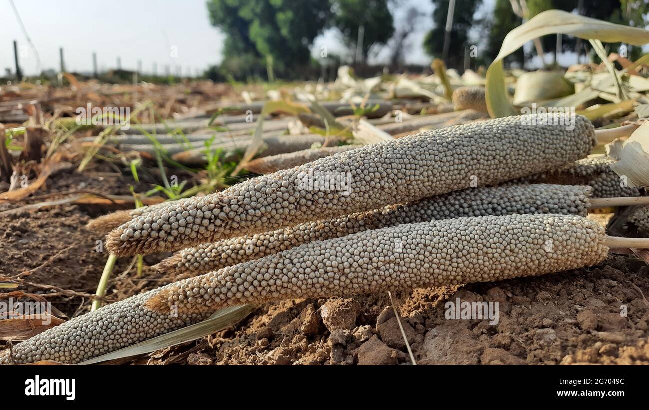 Organic pearl millet field in India Stock Photo - Alamy
