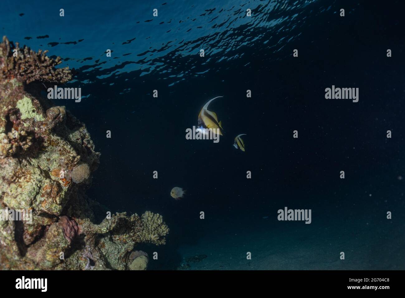 Dolphin swimming in the Red Sea, Eilat Israel Stock Photo - Alamy