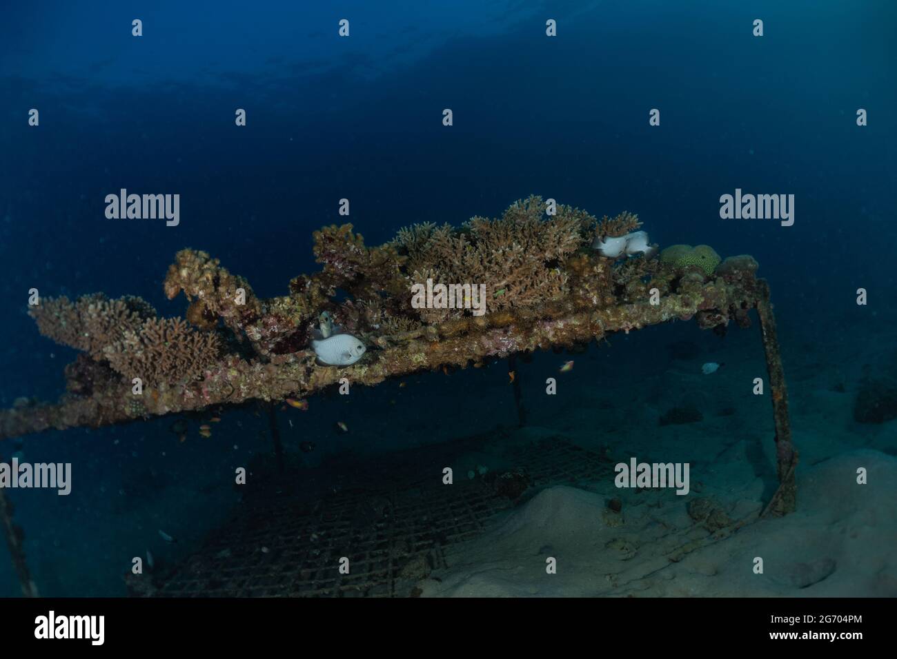 Dolphin swimming in the Red Sea, Eilat Israel Stock Photo - Alamy
