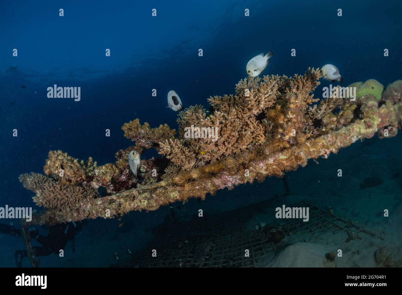Dolphin swimming in the Red Sea, Eilat Israel Stock Photo - Alamy