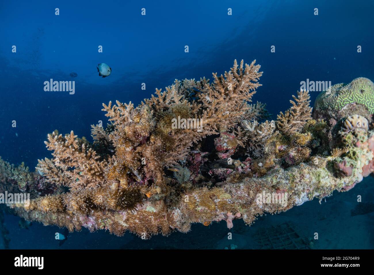 Dolphin swimming in the Red Sea, Eilat Israel Stock Photo - Alamy