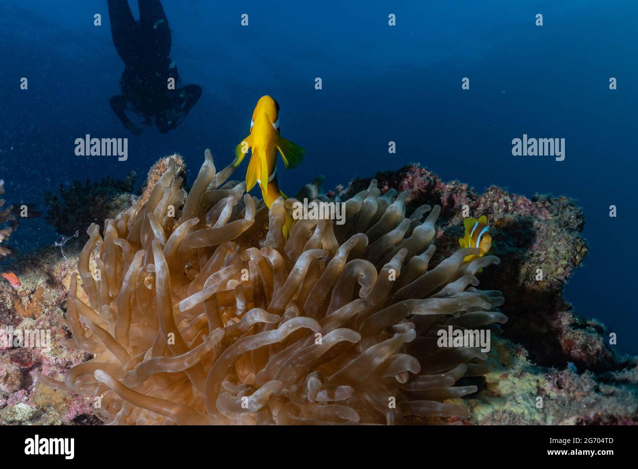 Dolphin swimming in the Red Sea, Eilat Israel Stock Photo - Alamy