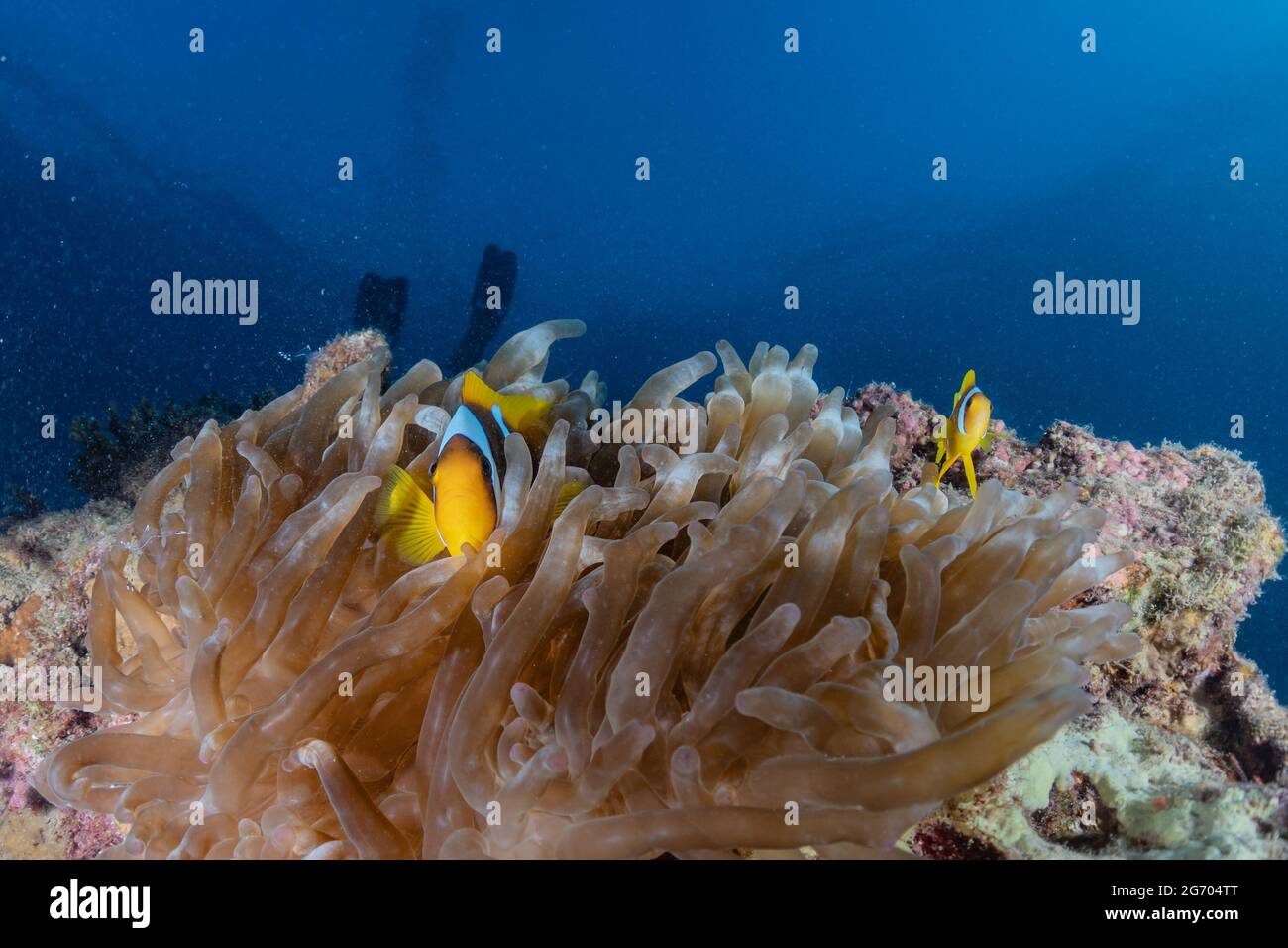 Dolphin swimming in the Red Sea, Eilat Israel Stock Photo - Alamy