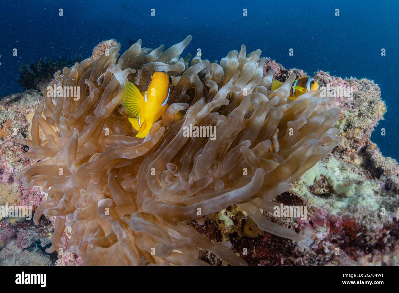 Dolphin swimming in the Red Sea, Eilat Israel Stock Photo - Alamy
