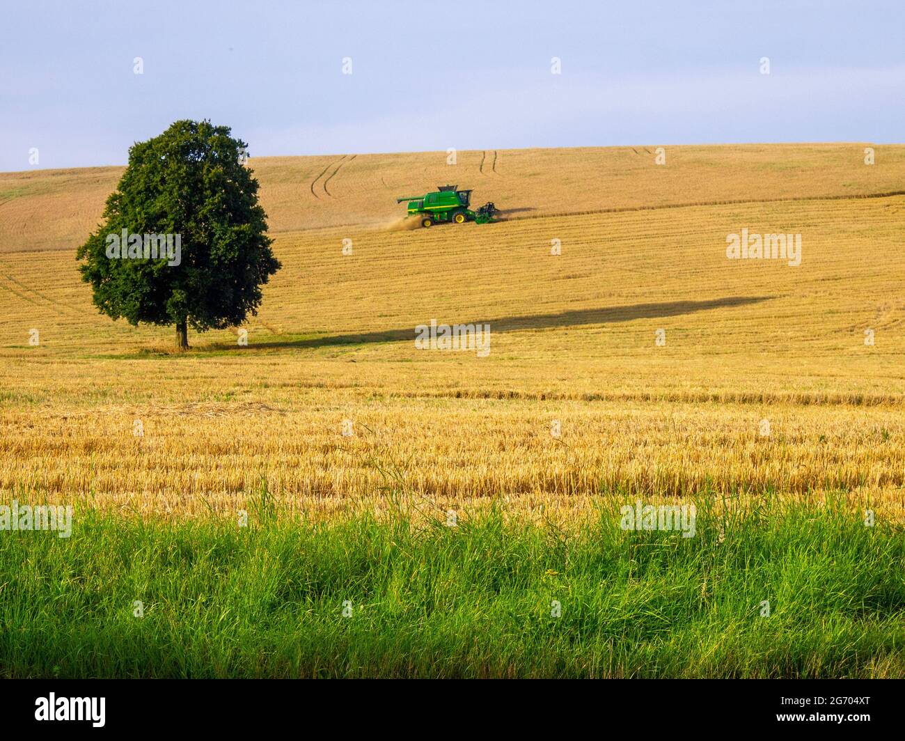 Combine Harvesting at Nettleden, Hertfordshire.Working round a lone ...