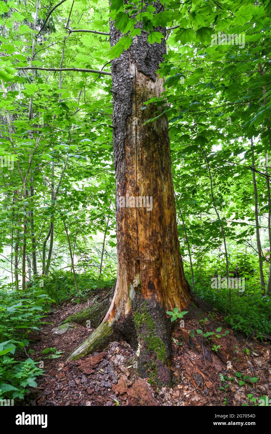A dry tree without bark in the forest Stock Photo - Alamy