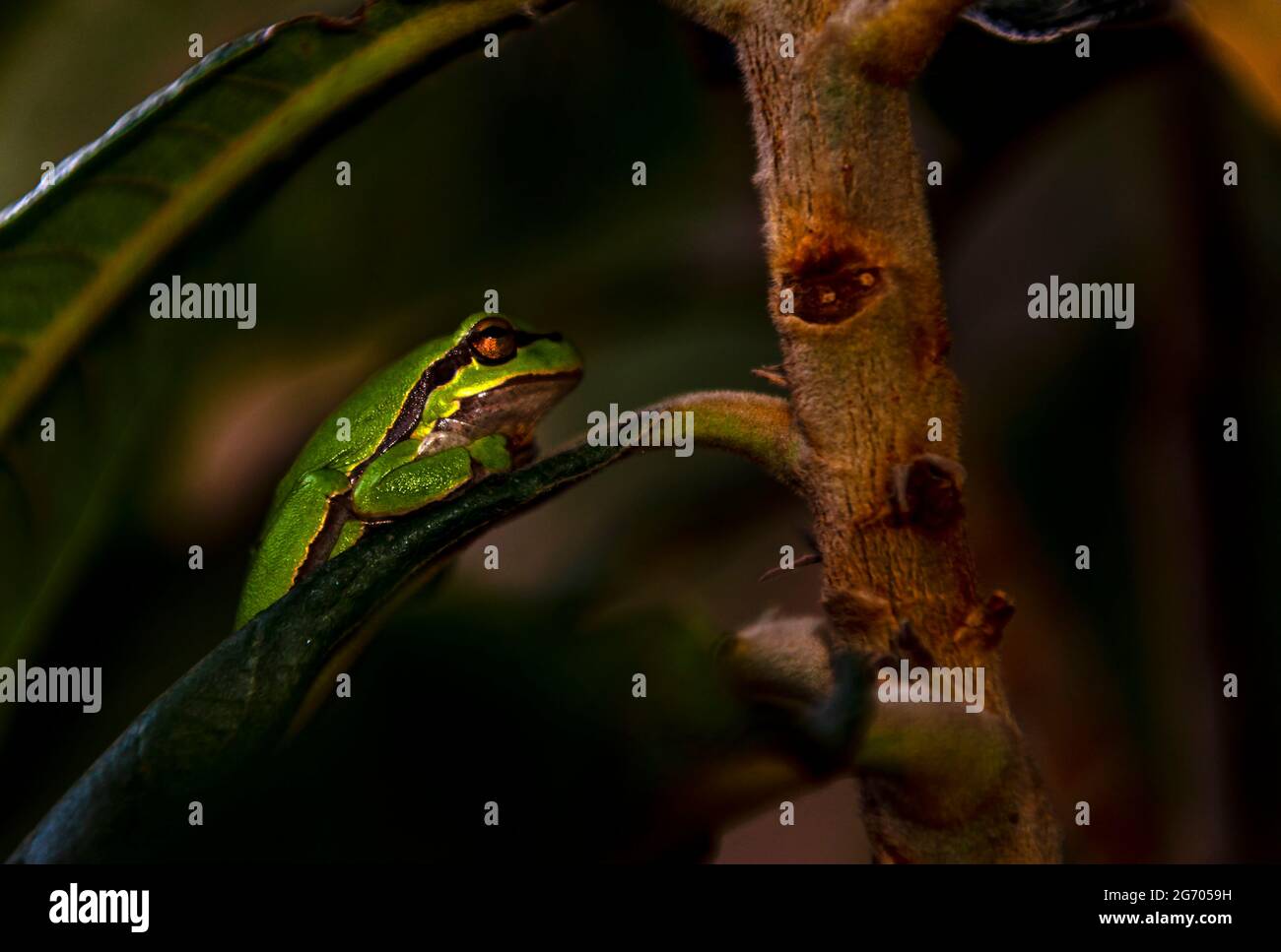 Green tree frog litoria caerulea hi-res stock photography and images ...
