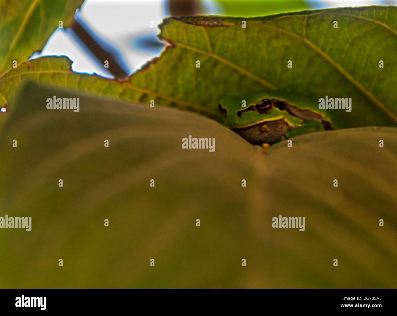 Green tree frog (Litoria caerulea Stock Photo - Alamy