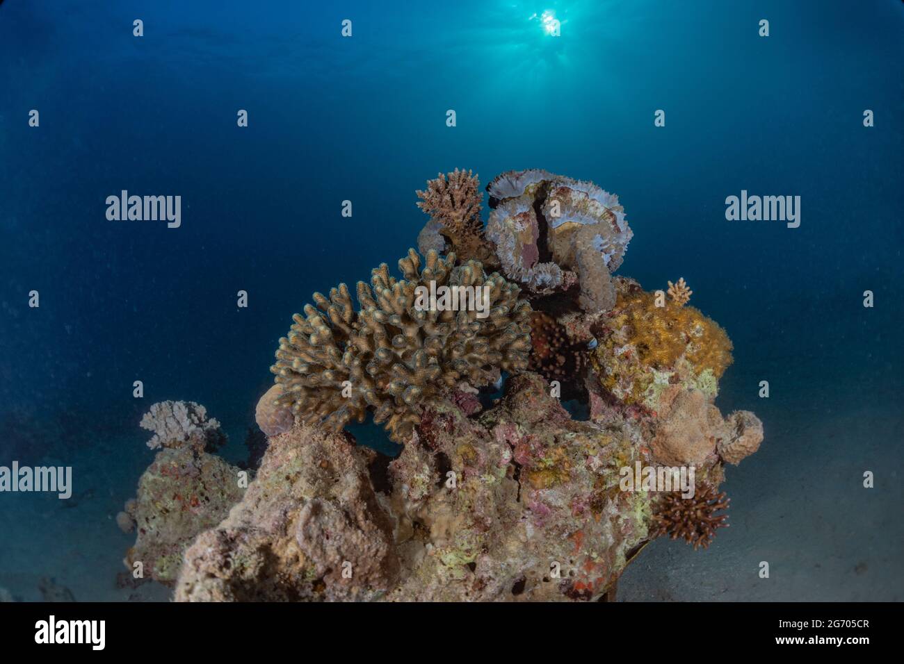 Dolphin swimming in the Red Sea, Eilat Israel Stock Photo - Alamy
